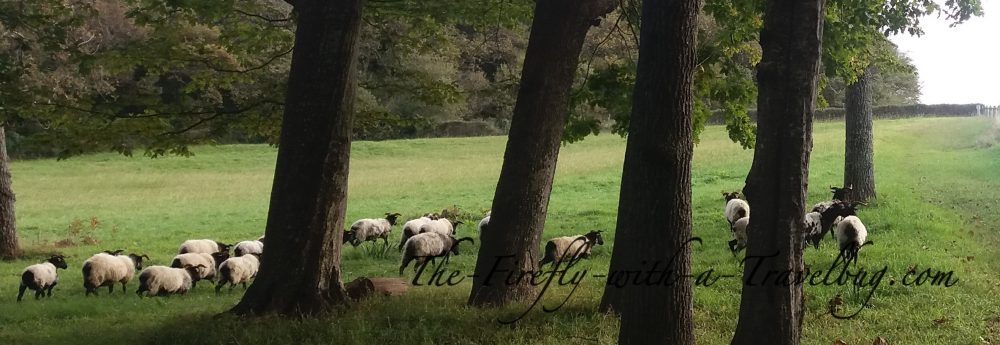 Basque Sheep – The Firefly with a Travelbug